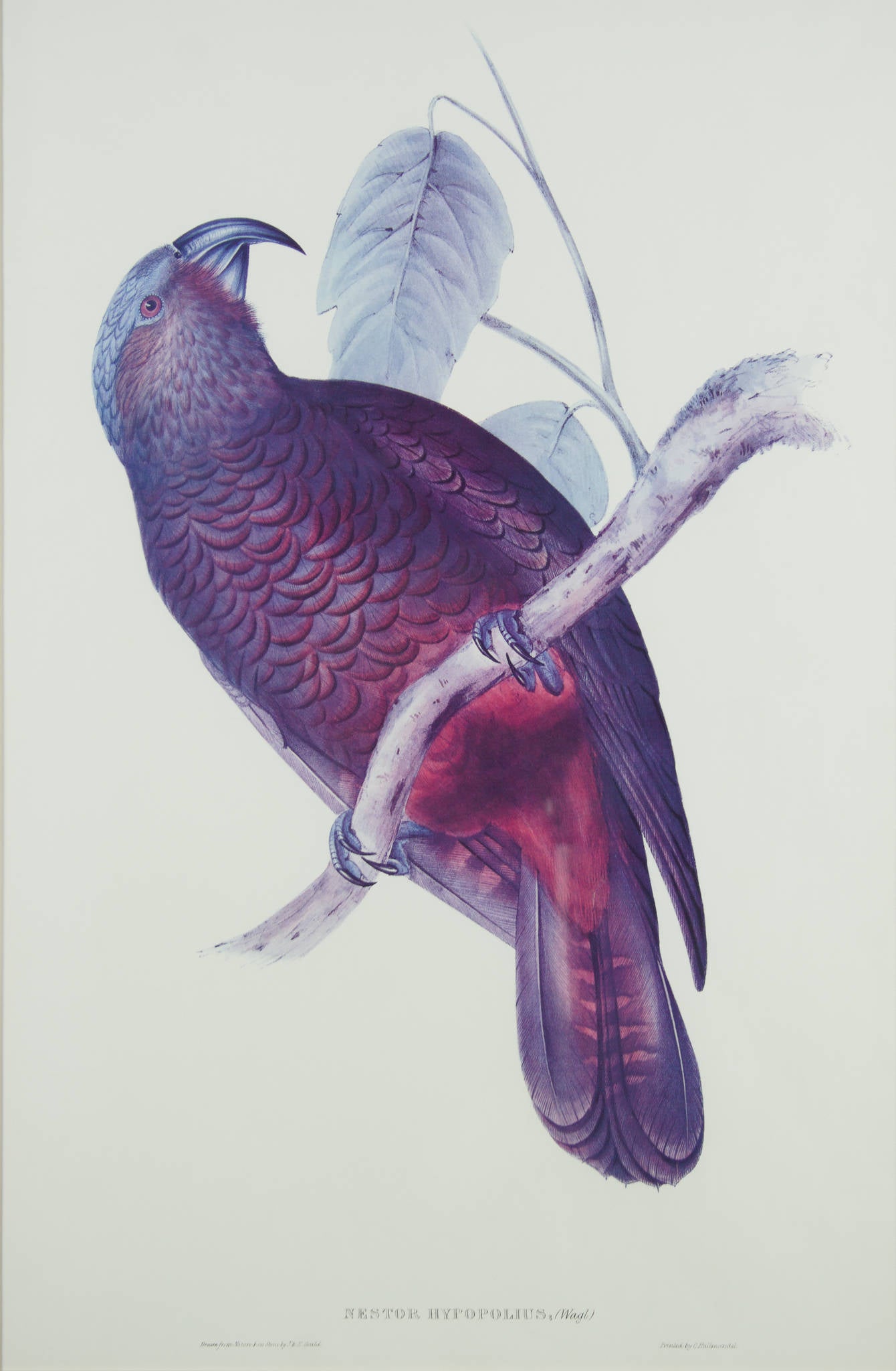 John and Elizabeth Gould – Art and Collectors