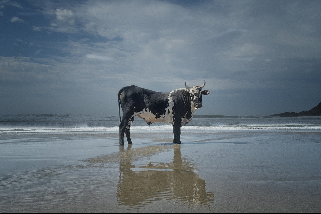 Christopher Rimmer 'Amapondo 15' - pigment print on paper – Art and ...
